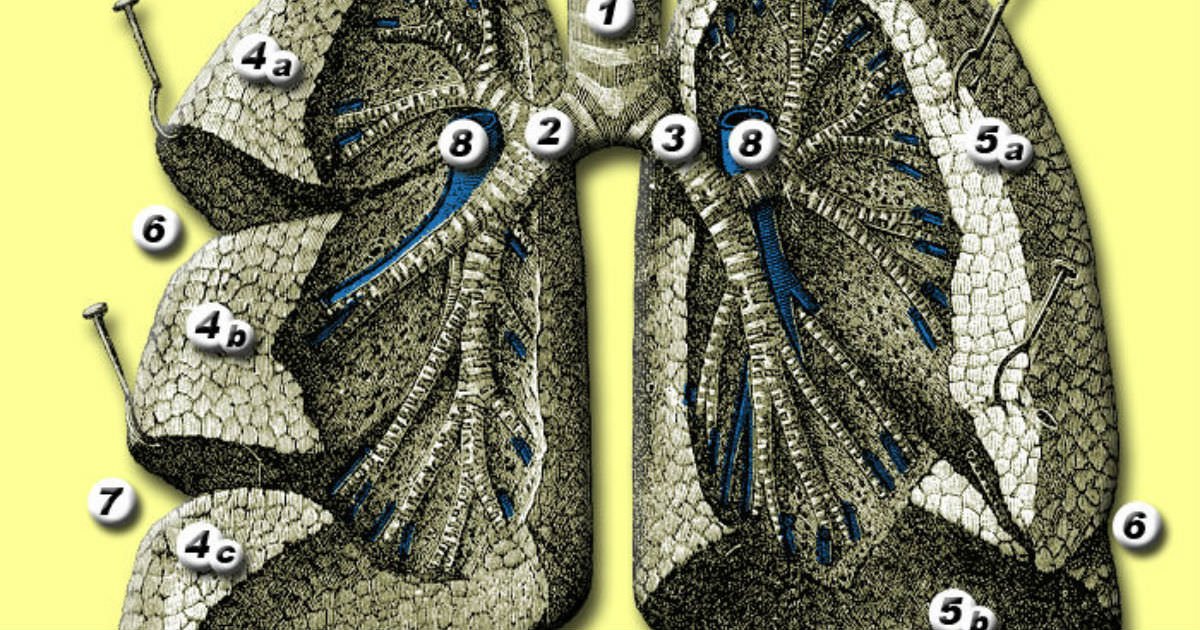 Deep Breathing Exercises - the Yogi Complete Breath